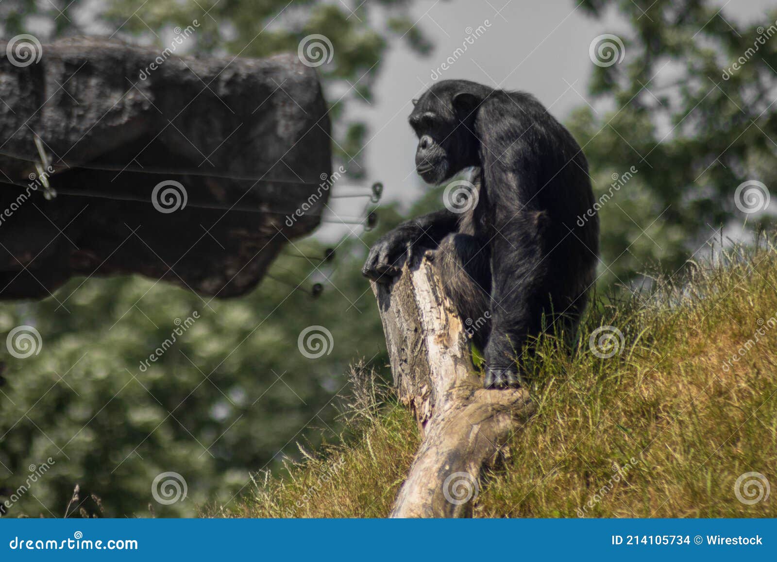 Chimpanzee Resting on a Branch Stock Photo - Image of chimp, black ...