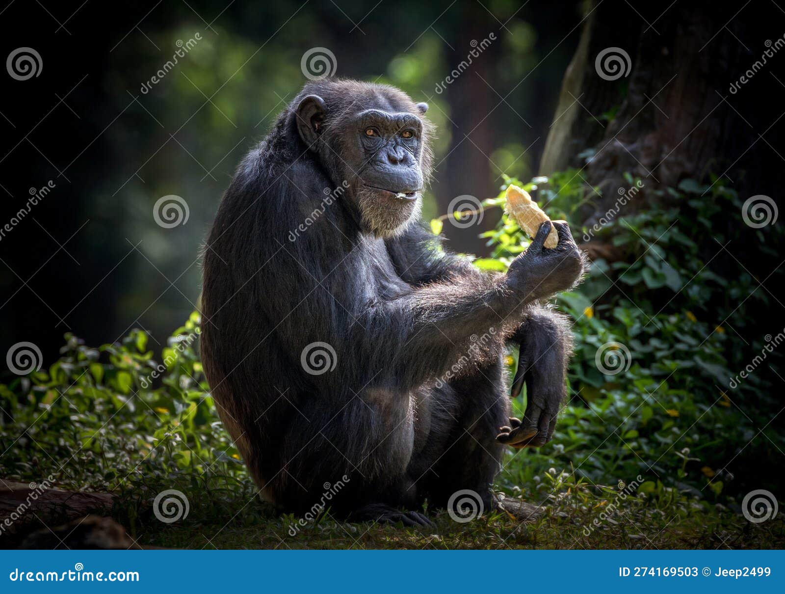 Chimpanzee is resting. stock image. Image of africa - 274169503
