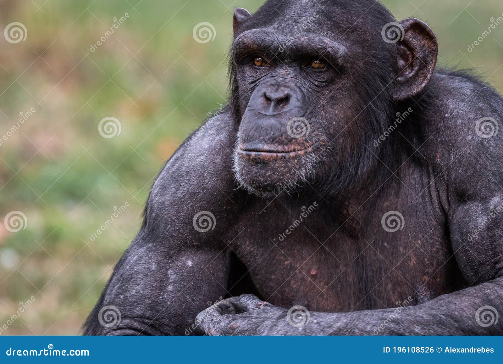 Chimpanzee Resting in the Forest Stock Photo - Image of evolution ...