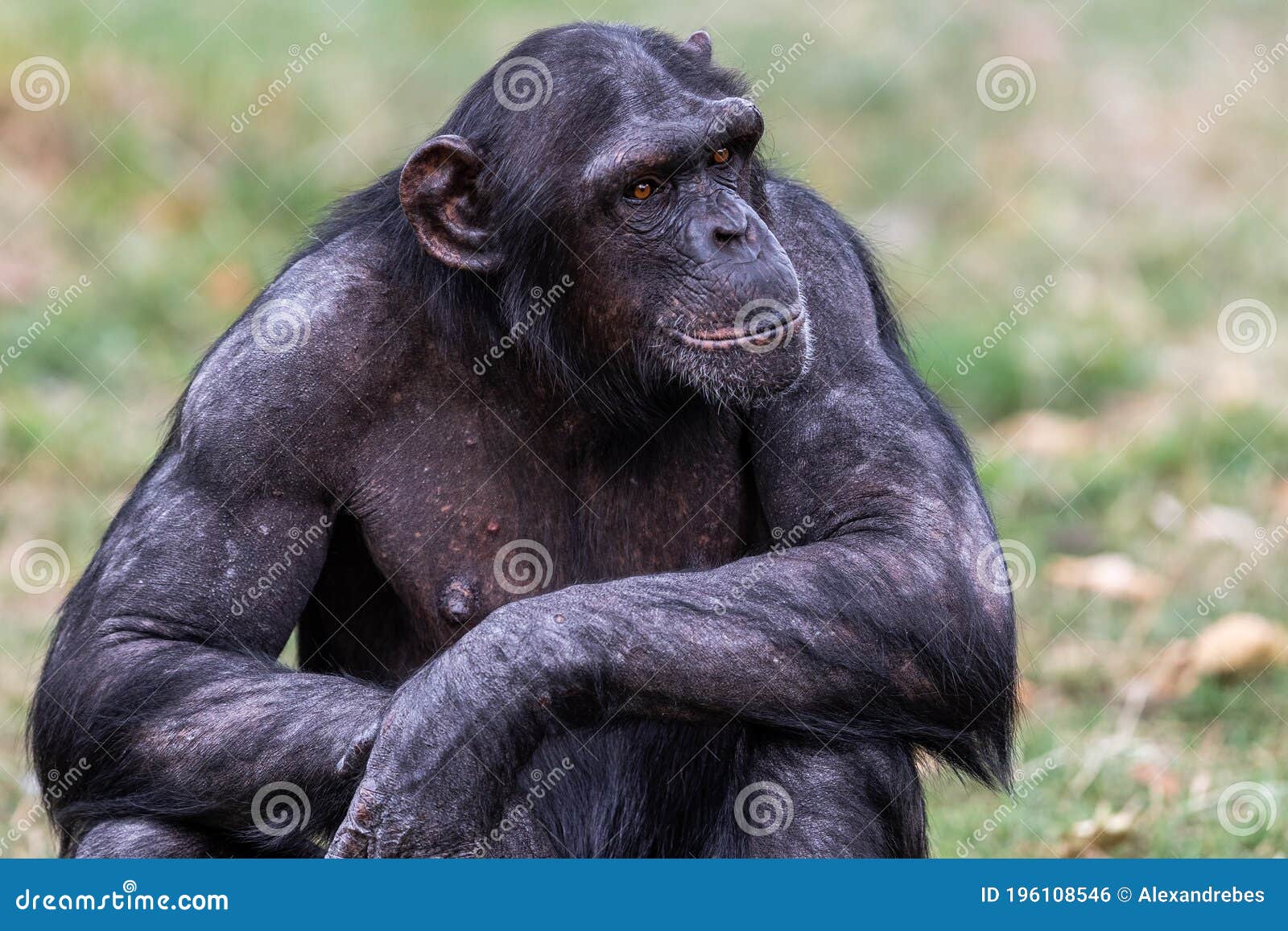 Chimpanzee Resting in the Forest Stock Photo - Image of bonobo, apes ...
