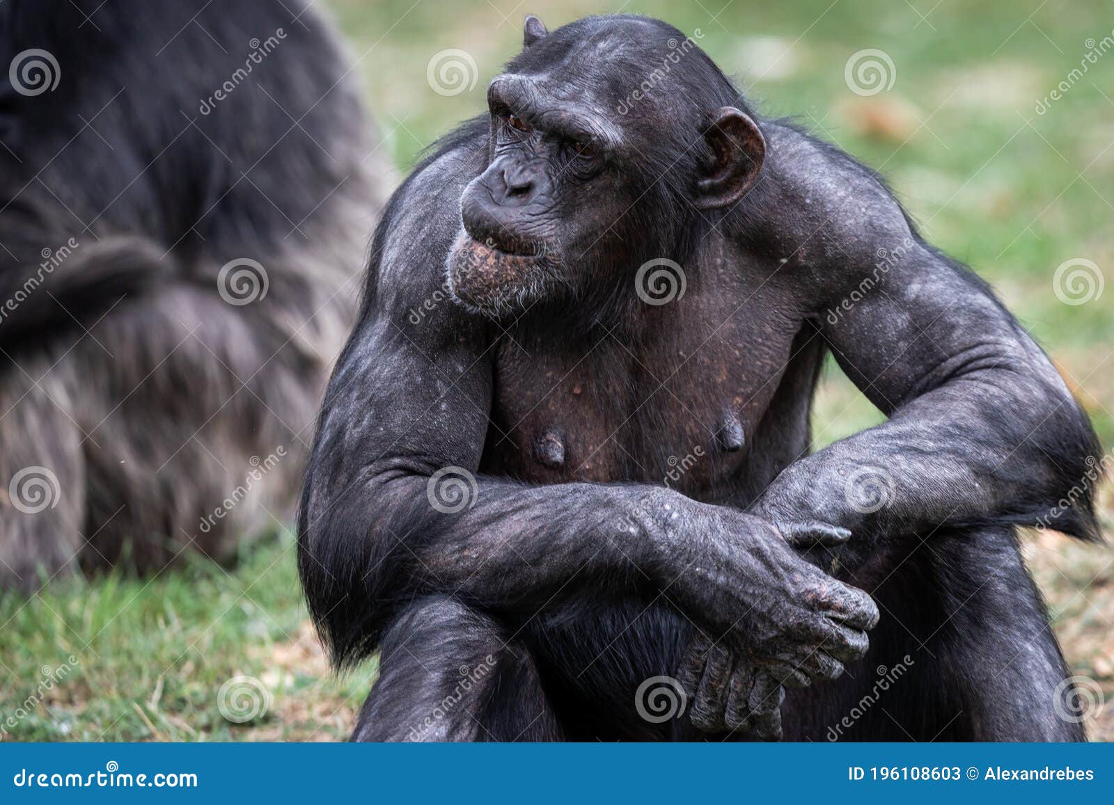 Chimpanzee Resting in the Forest Stock Image - Image of chimpanzees ...