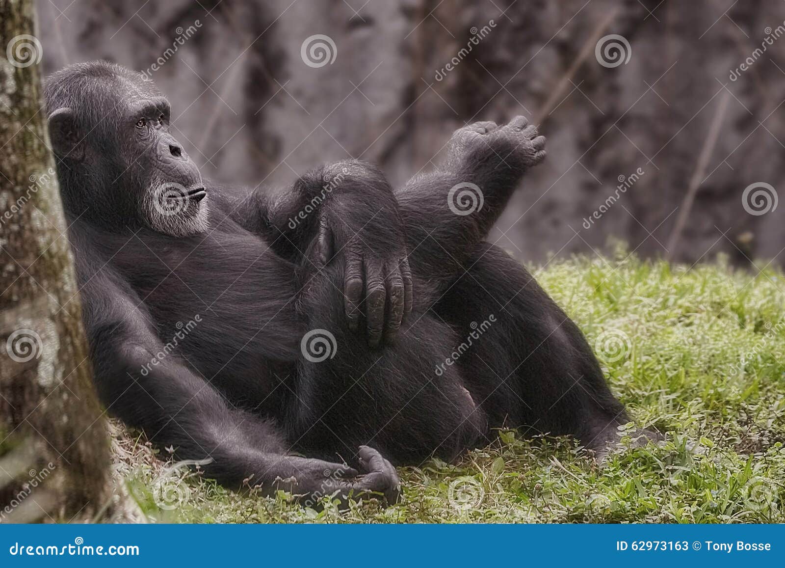 Chimpanzee stock image. Image of profile, mammal, captivity - 62973163