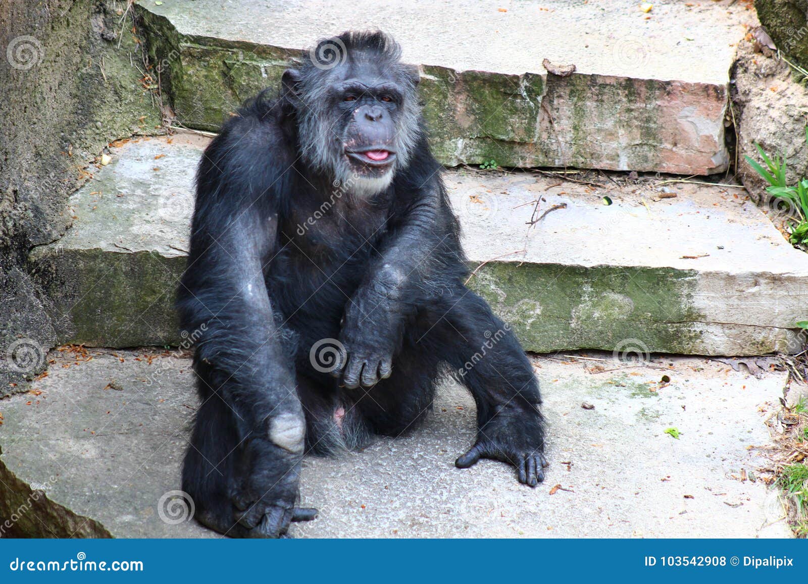 A sitting Chimpanzee stock photo. Image of monkey, green - 103542908