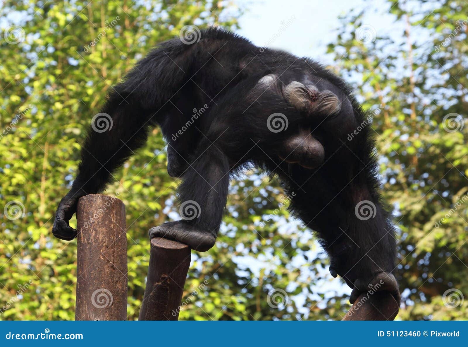 Chimpanzee's Backside Stock Photos - Free & Royalty-Free Stock Photos ...