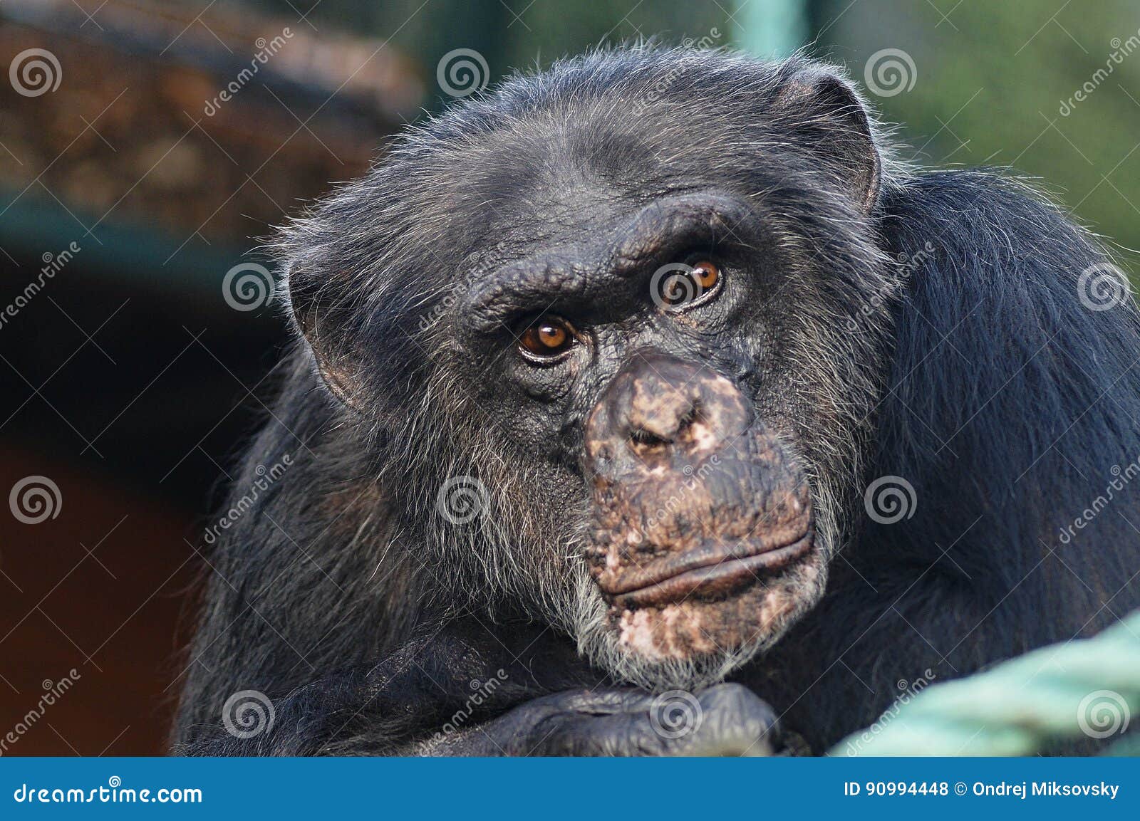 Chimpanzee`s sad stare stock photo. Image of head, resting - 90994448