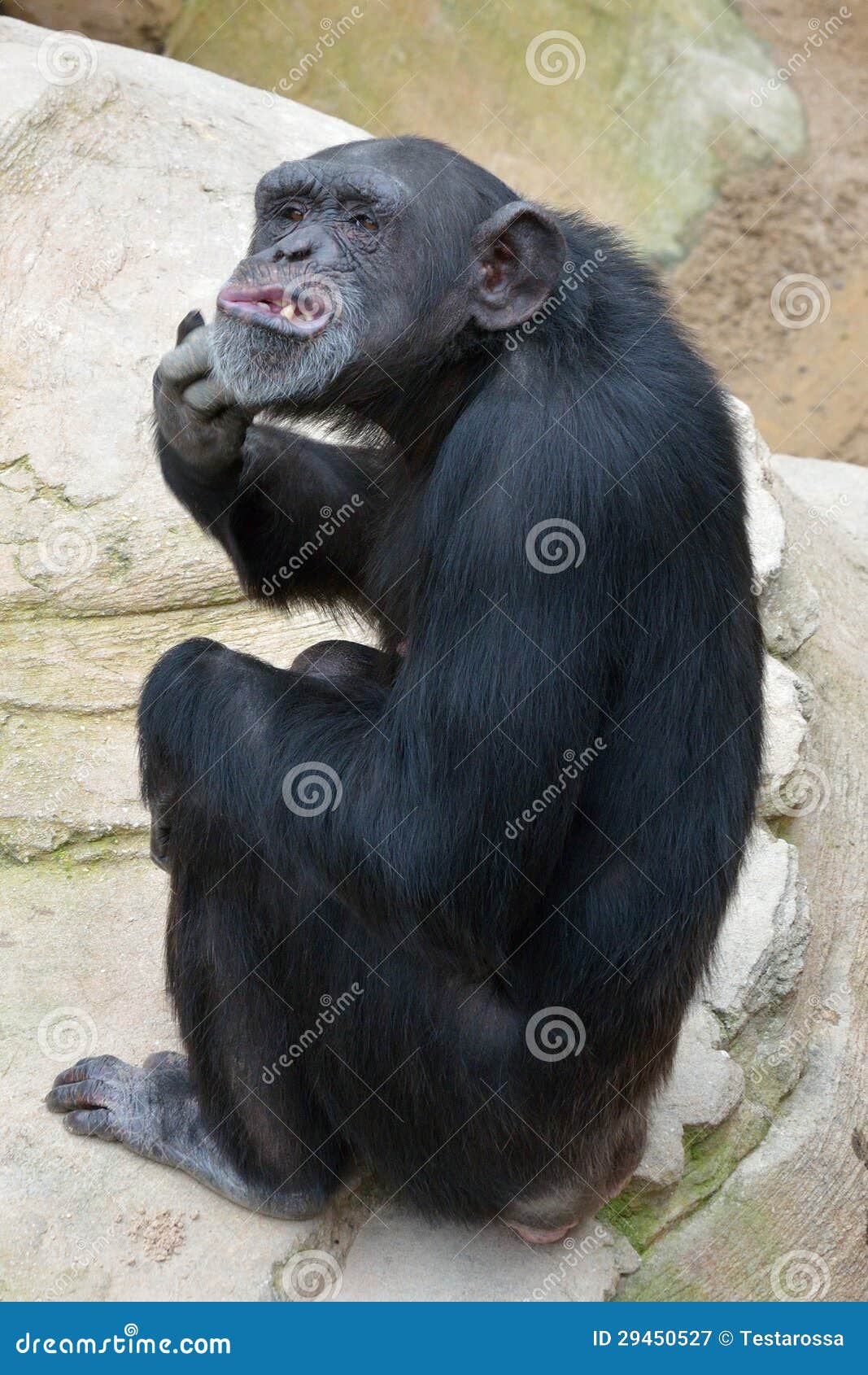 Chimpanzee scratching stock image. Image of staring, gorila - 29450527