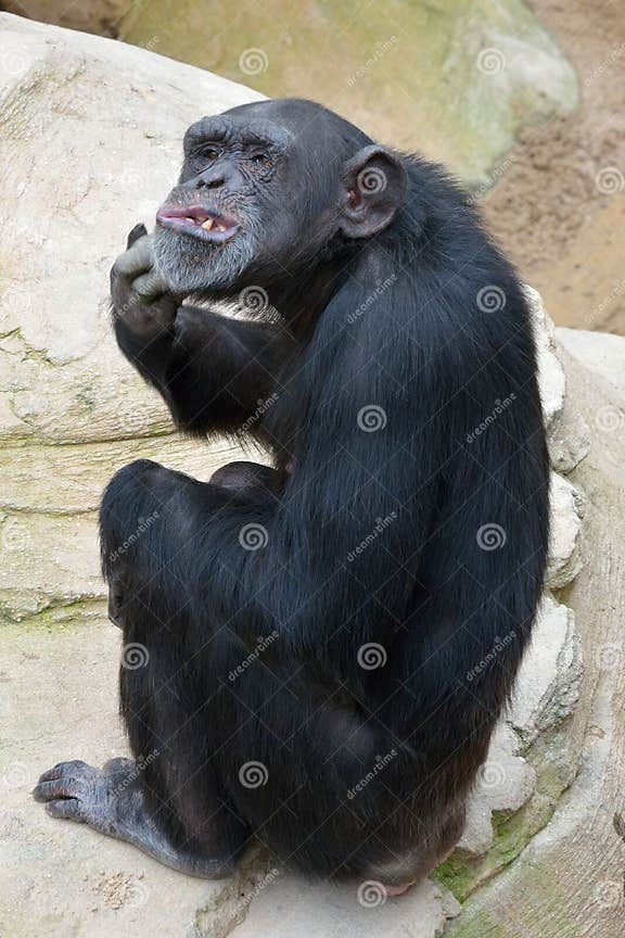 Chimpanzee scratching stock image. Image of staring, gorila - 29450527