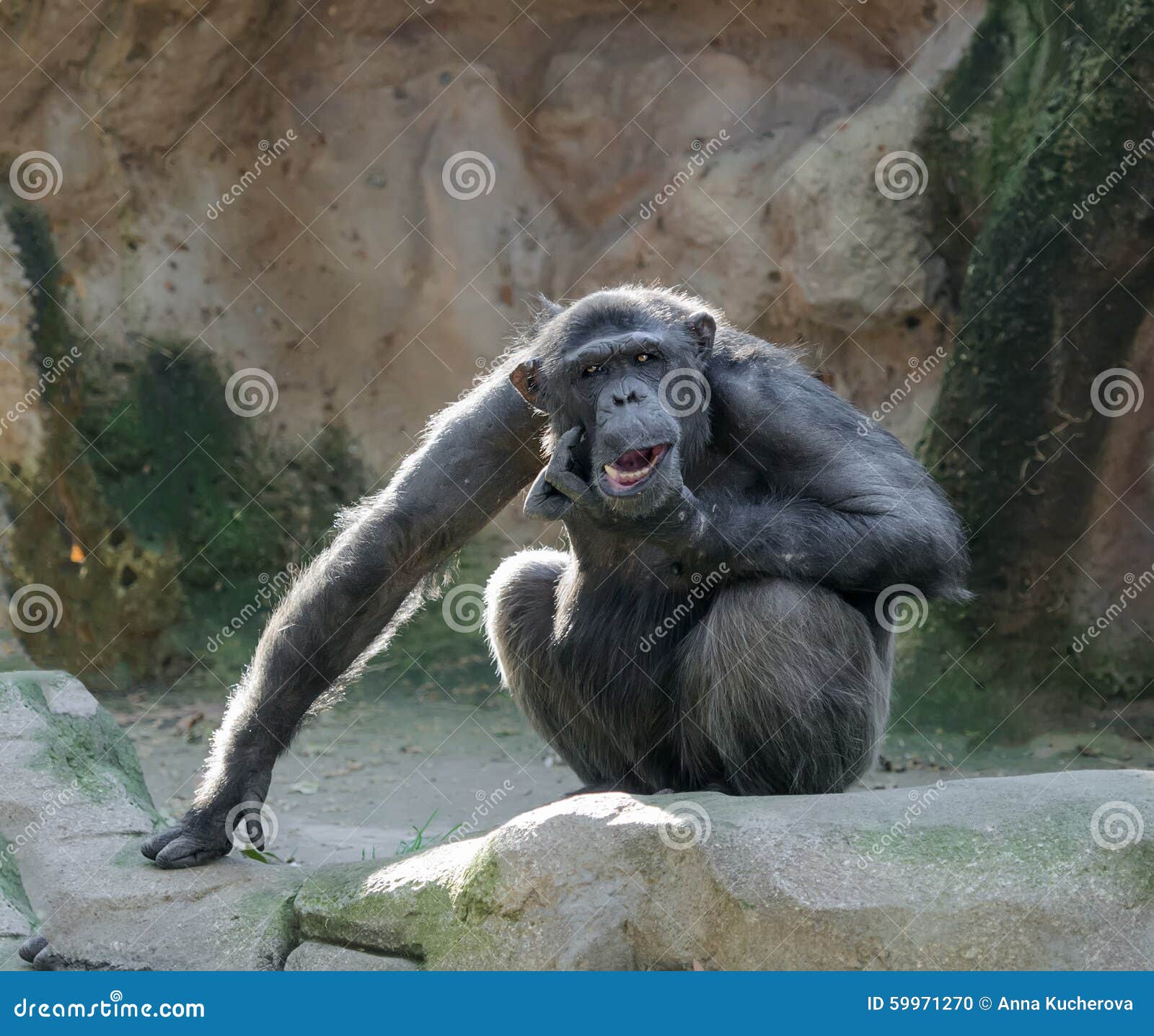 Chimpanzee Scratching Its Chin Stock Photo - Image of grimace ...