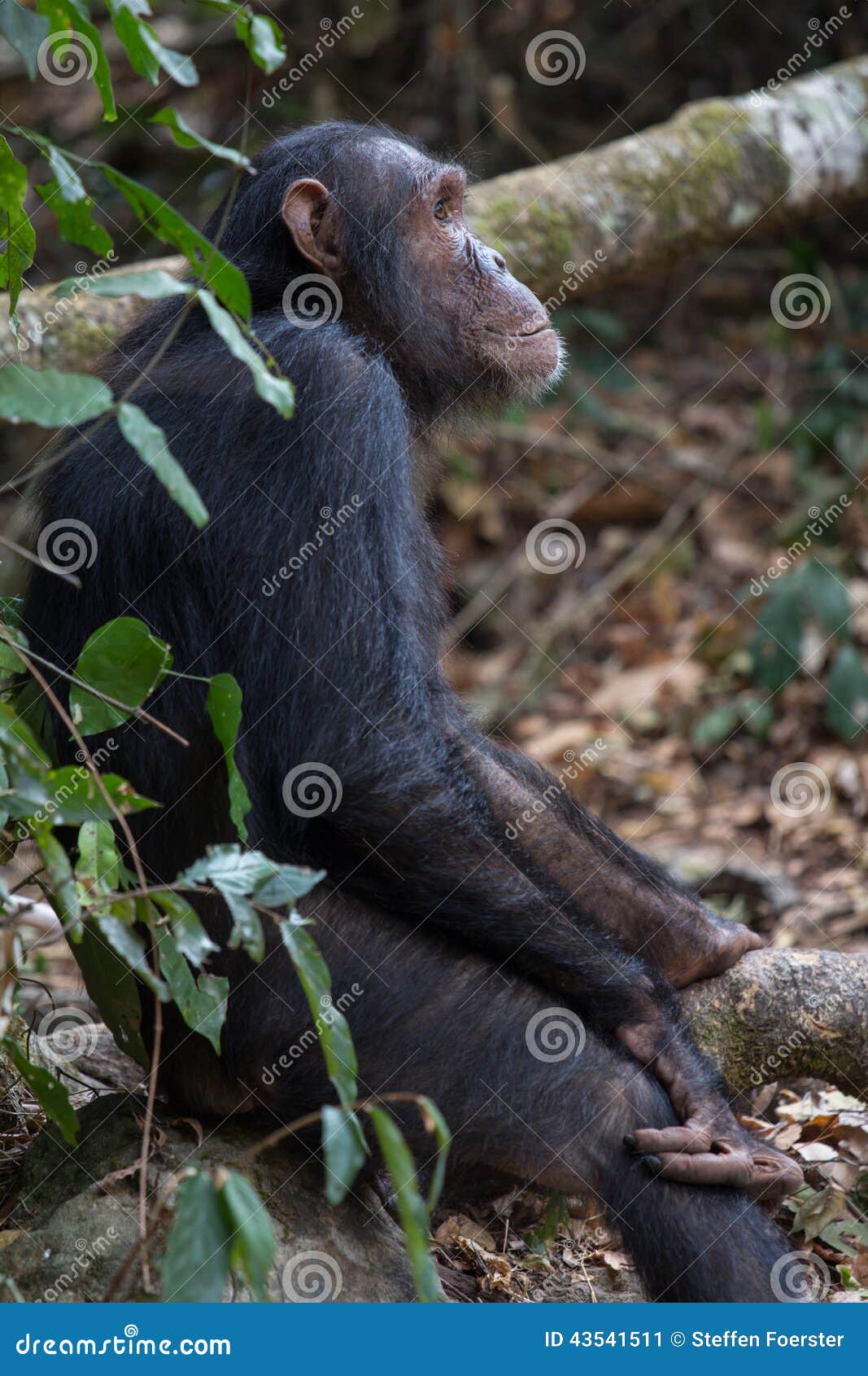 Chimpanzee Seated in Forest Stock Image - Image of schweinfurthii ...