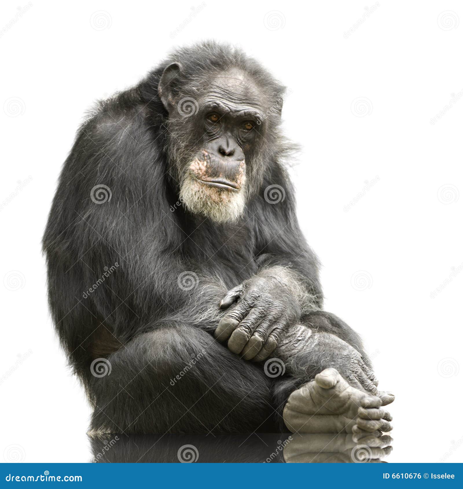 Chimpanzee - Simia Troglodytes Stock Photography | CartoonDealer.com ...