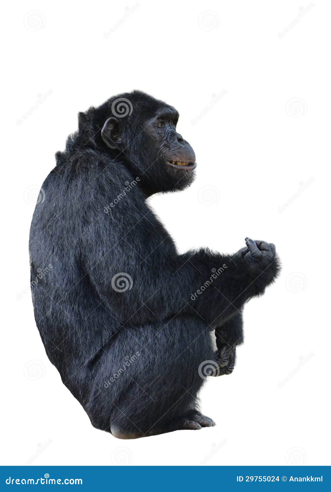 Chimpanzee - Simia Troglodytes Stock Photography | CartoonDealer.com ...