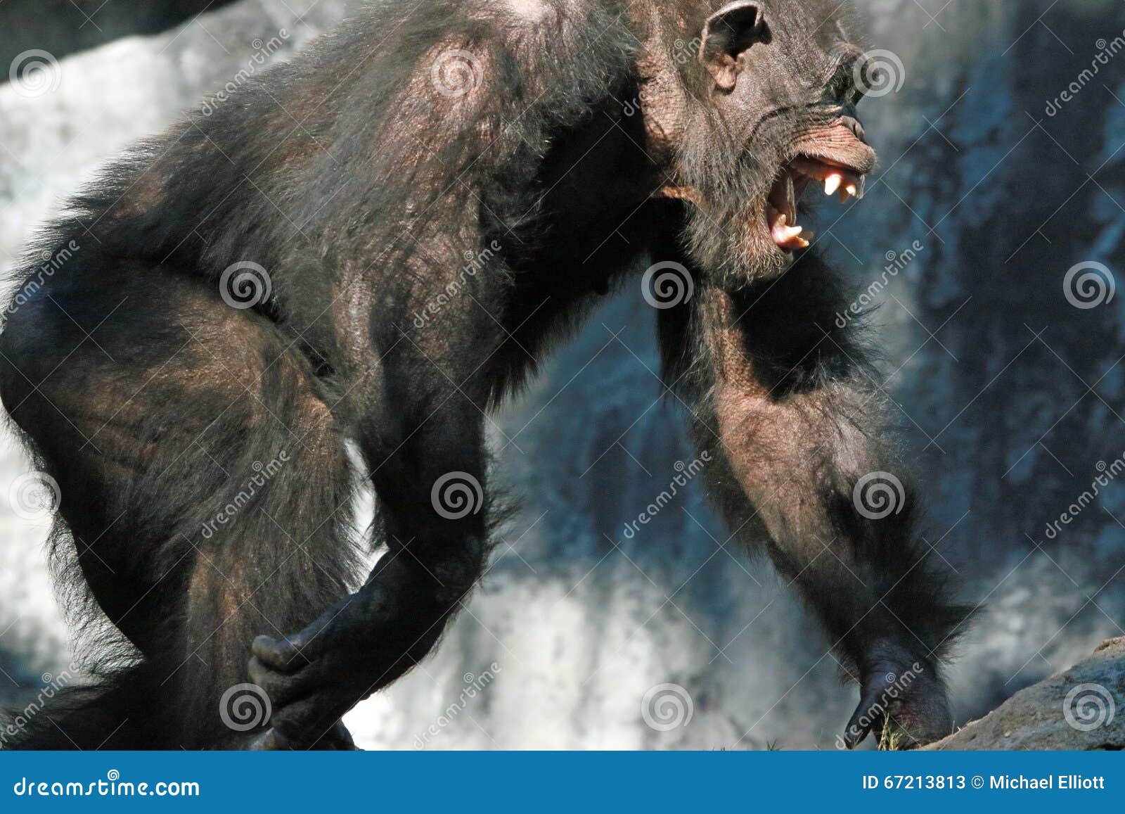 Chimpanzee stock image. Image of chimps, laying, humorous - 67213813