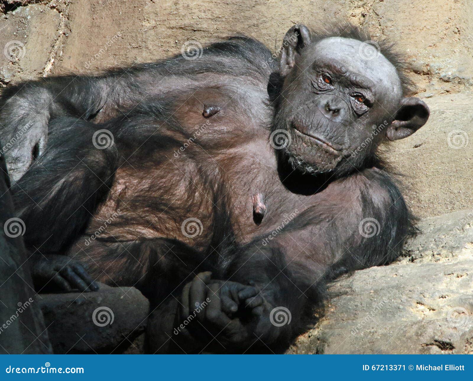 Chimpanzee stock image. Image of face, lean, laying, alone - 67213371