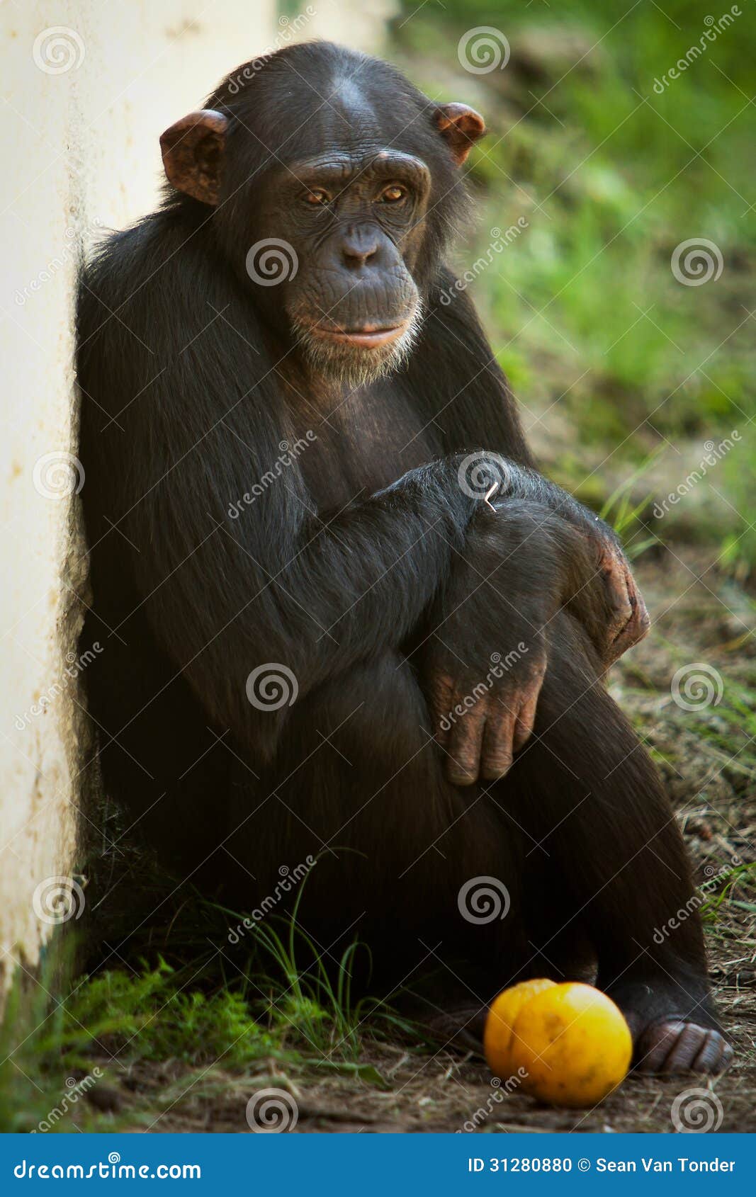 Chimpanzee Sitting with Fruit Stock Photo - Image of nature, africa ...