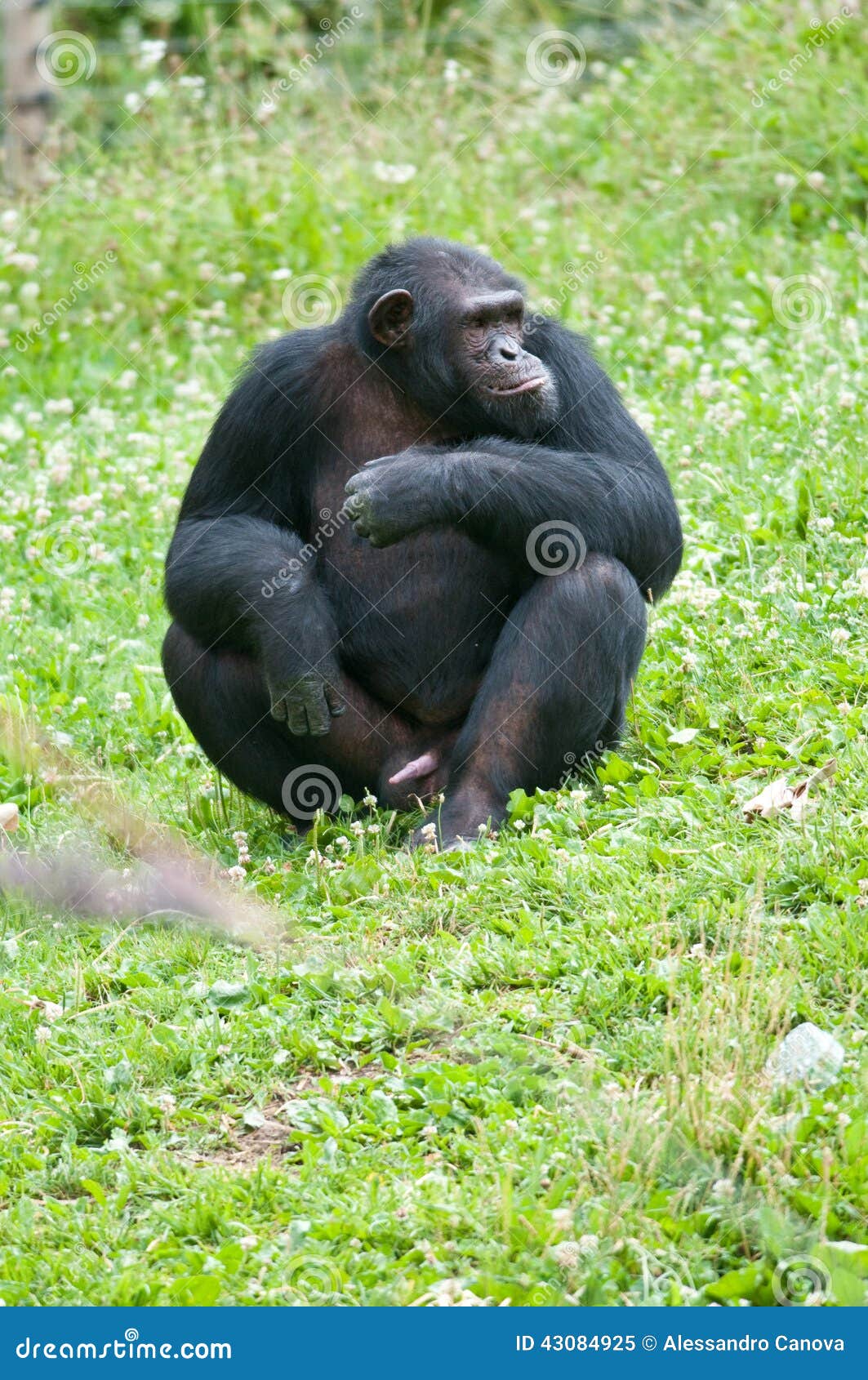 Chimpanzee sitting stock image. Image of meadow, italy - 43084925