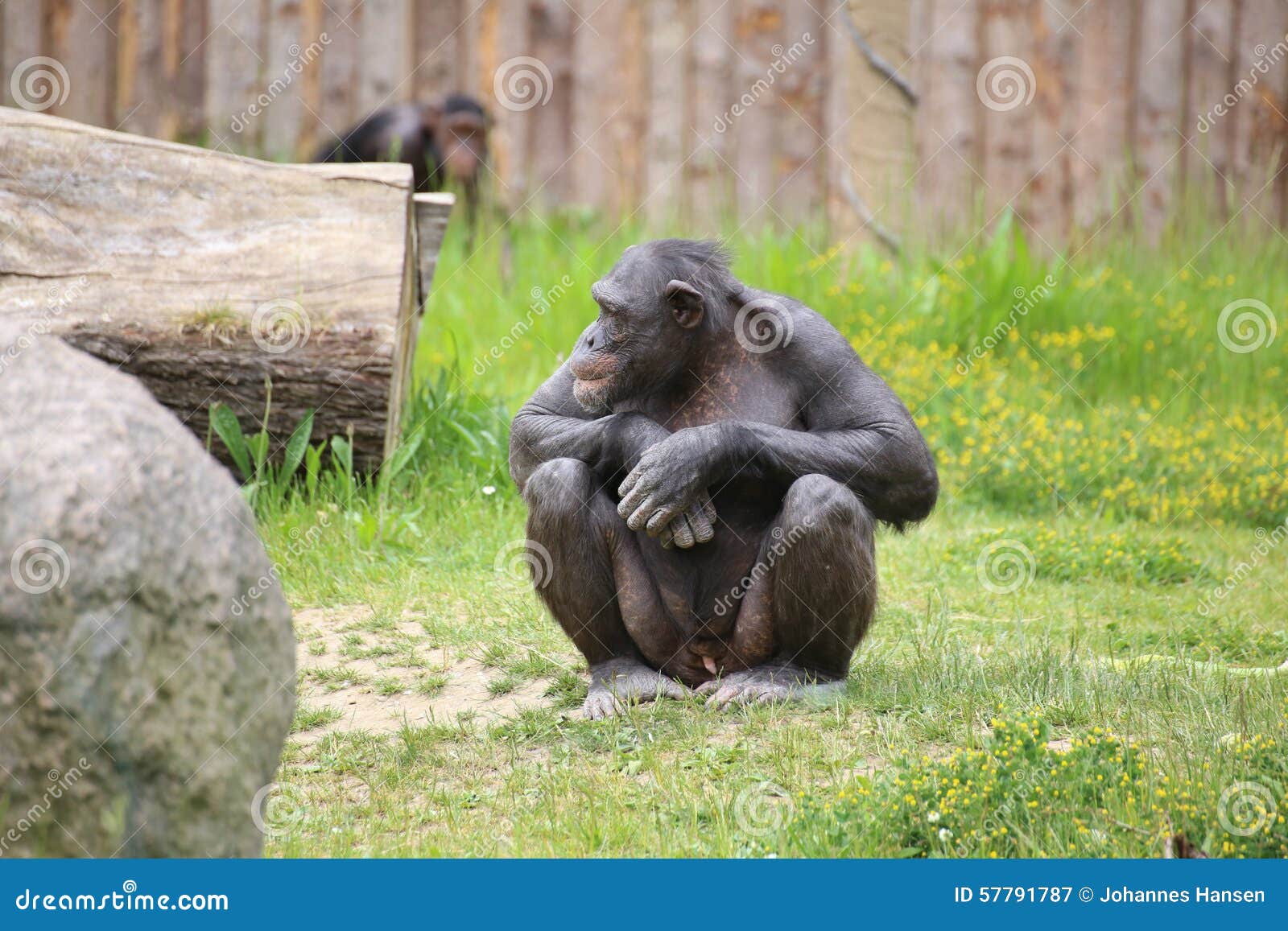 Chimpanzee Sitting