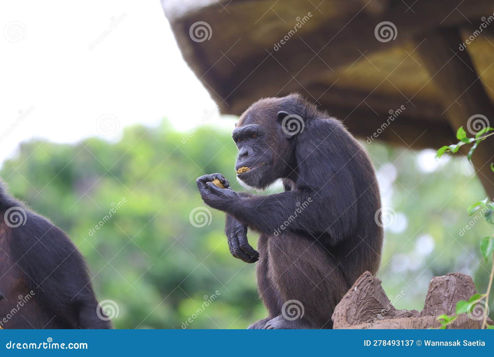 Chimpanzee Sitting on a Log Stock Image - Image of primate, wildlife ...