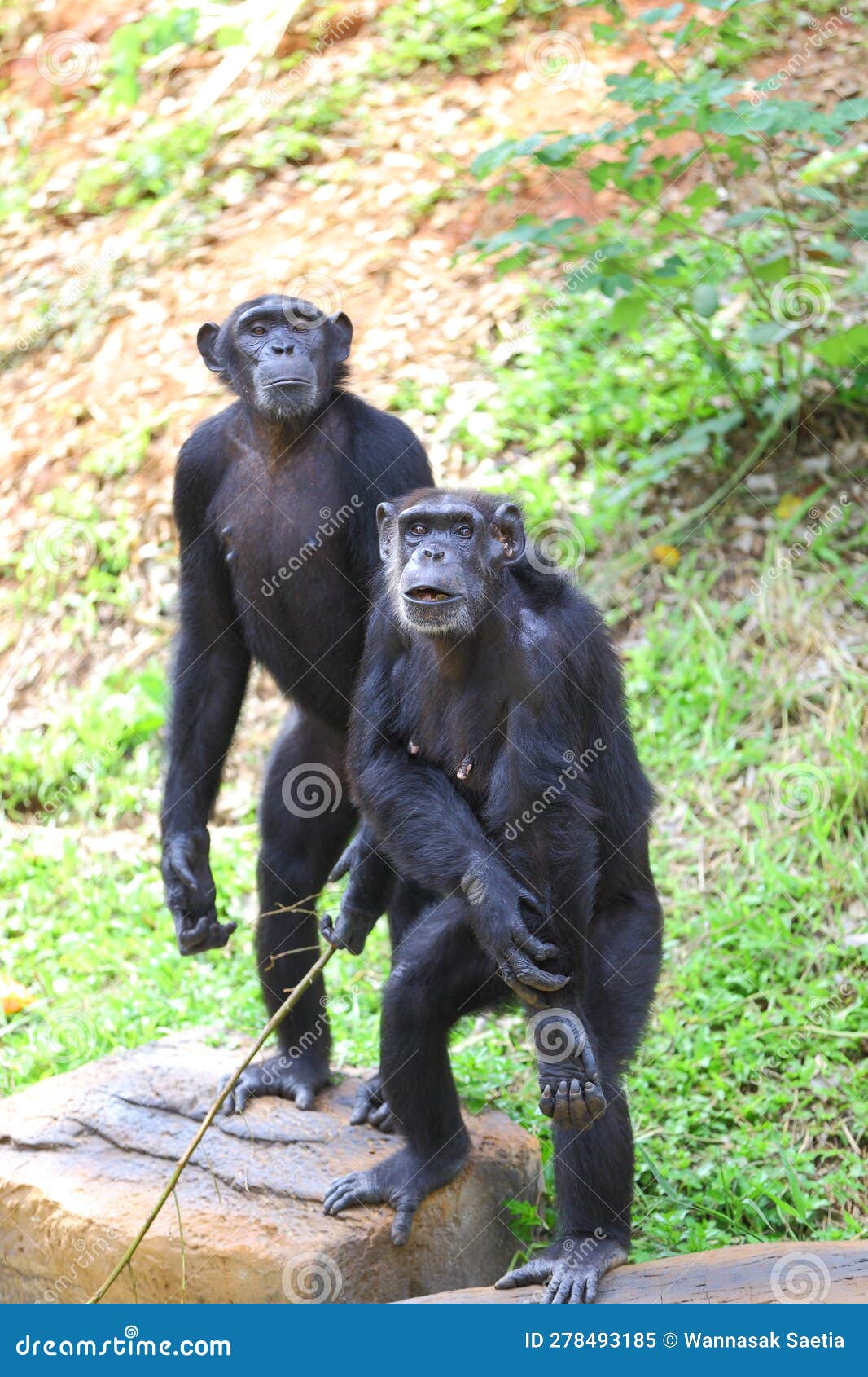 Chimpanzee Sitting on a Log Stock Image - Image of primate, animal ...