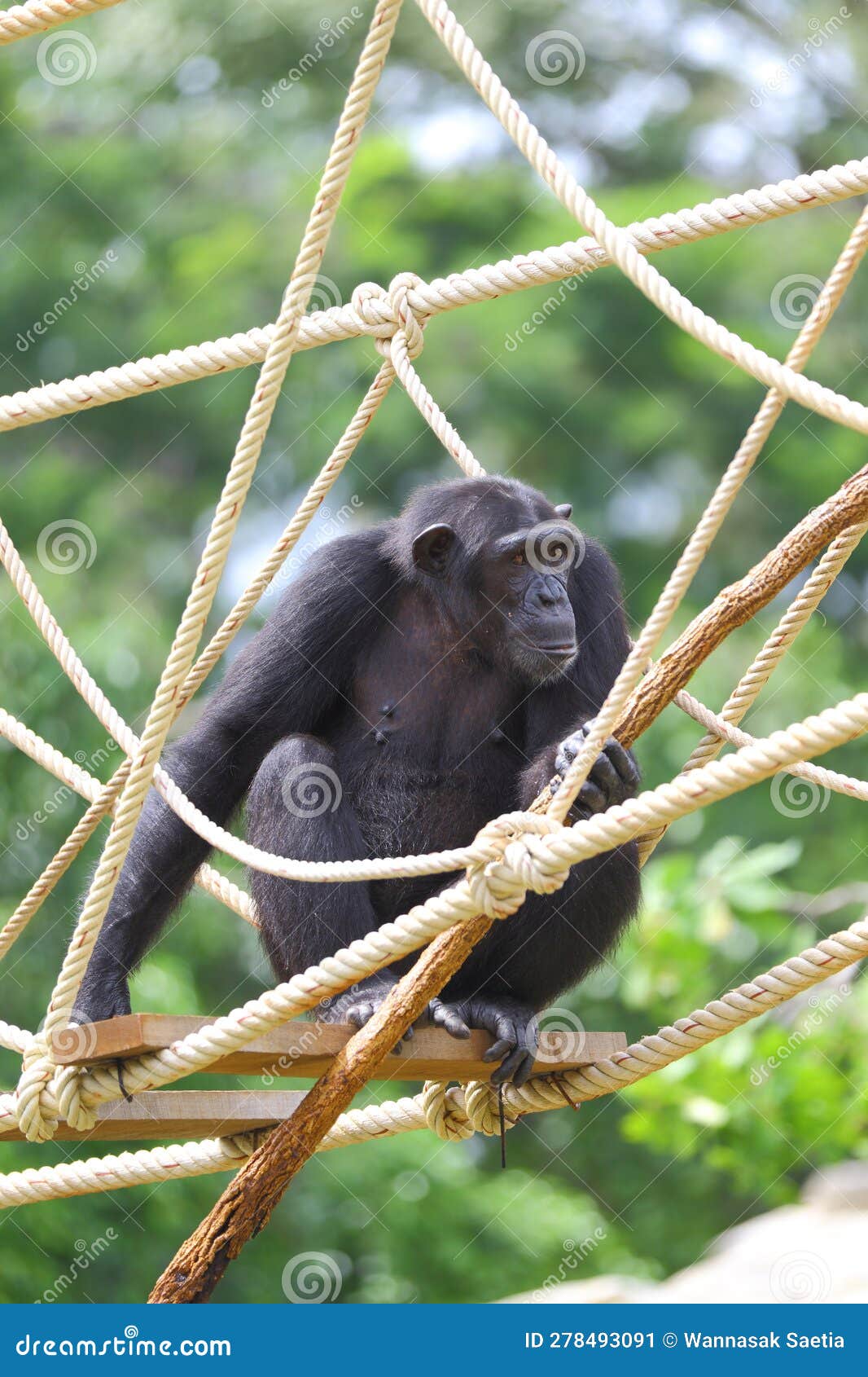 Chimpanzee Sitting on a Log Stock Image - Image of macaque, camera ...