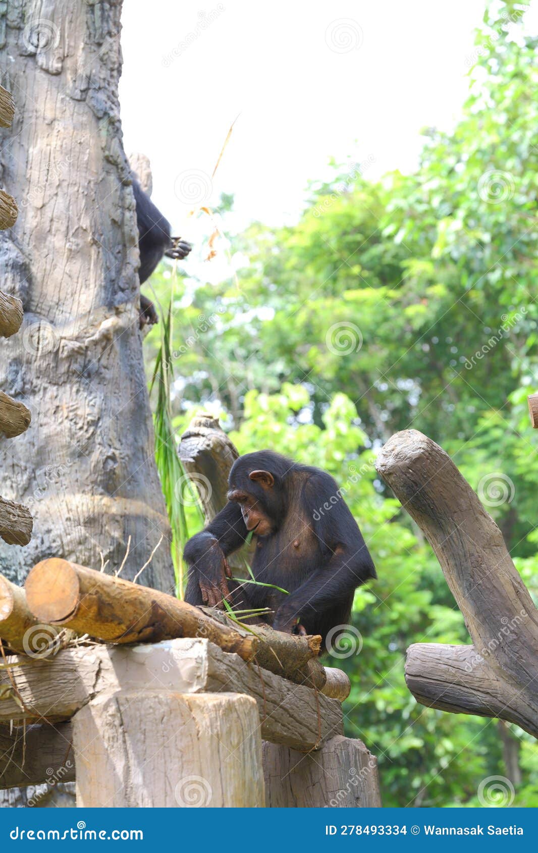 Chimpanzee Sitting on a Log Stock Photo - Image of mammal, gorilla ...