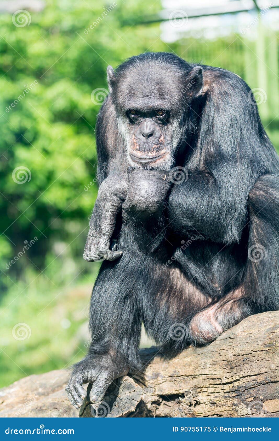 Chimpanzee Sitting on a Peace of Wood and Thinking Stock Image - Image ... Chimpanzee Sitting on a Peace of Wood and Thinking Stock Image - Image ...