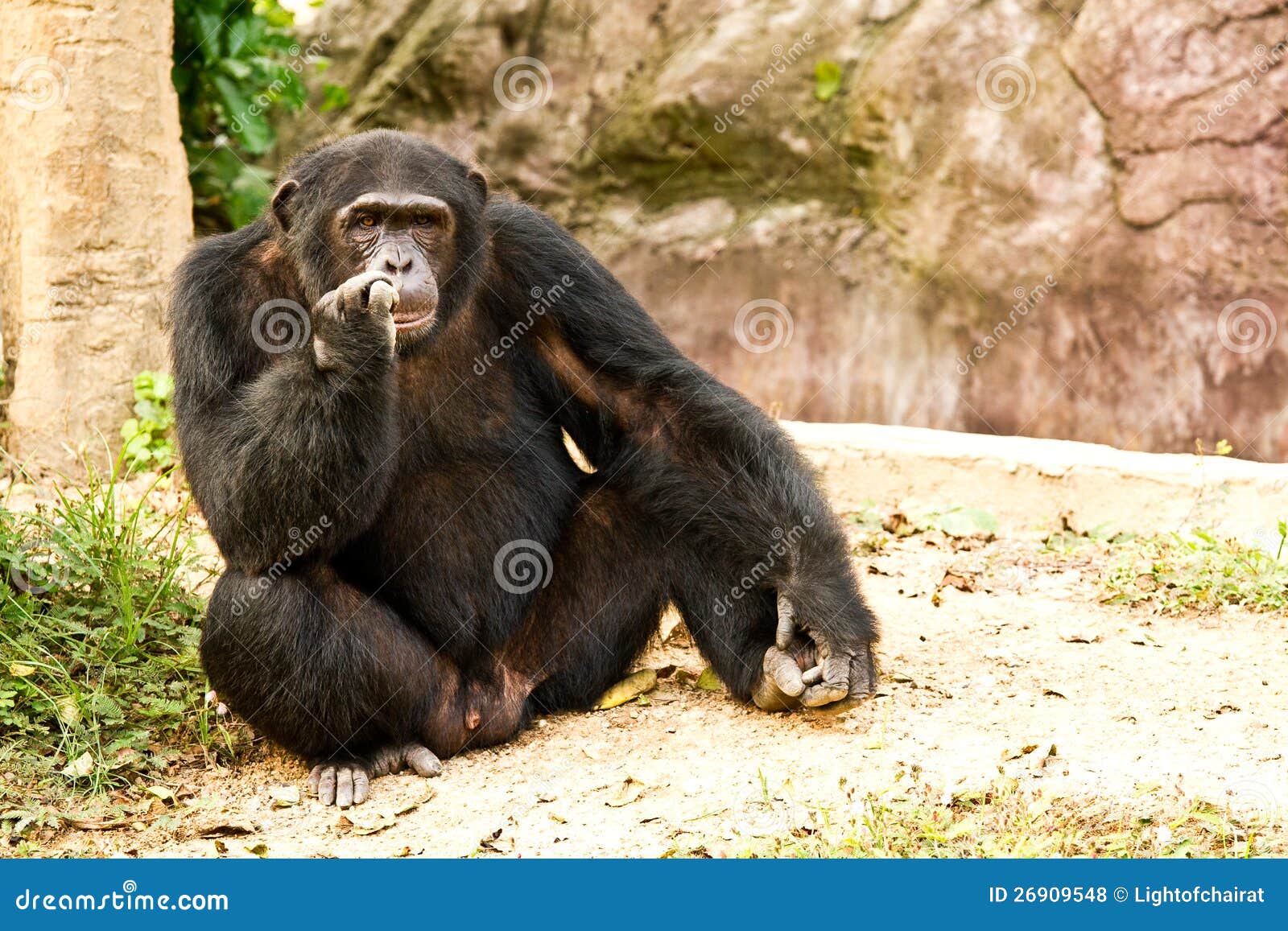 Chimpanzee Sitting Peacefully Stock Photo - Image of primate, africa ...