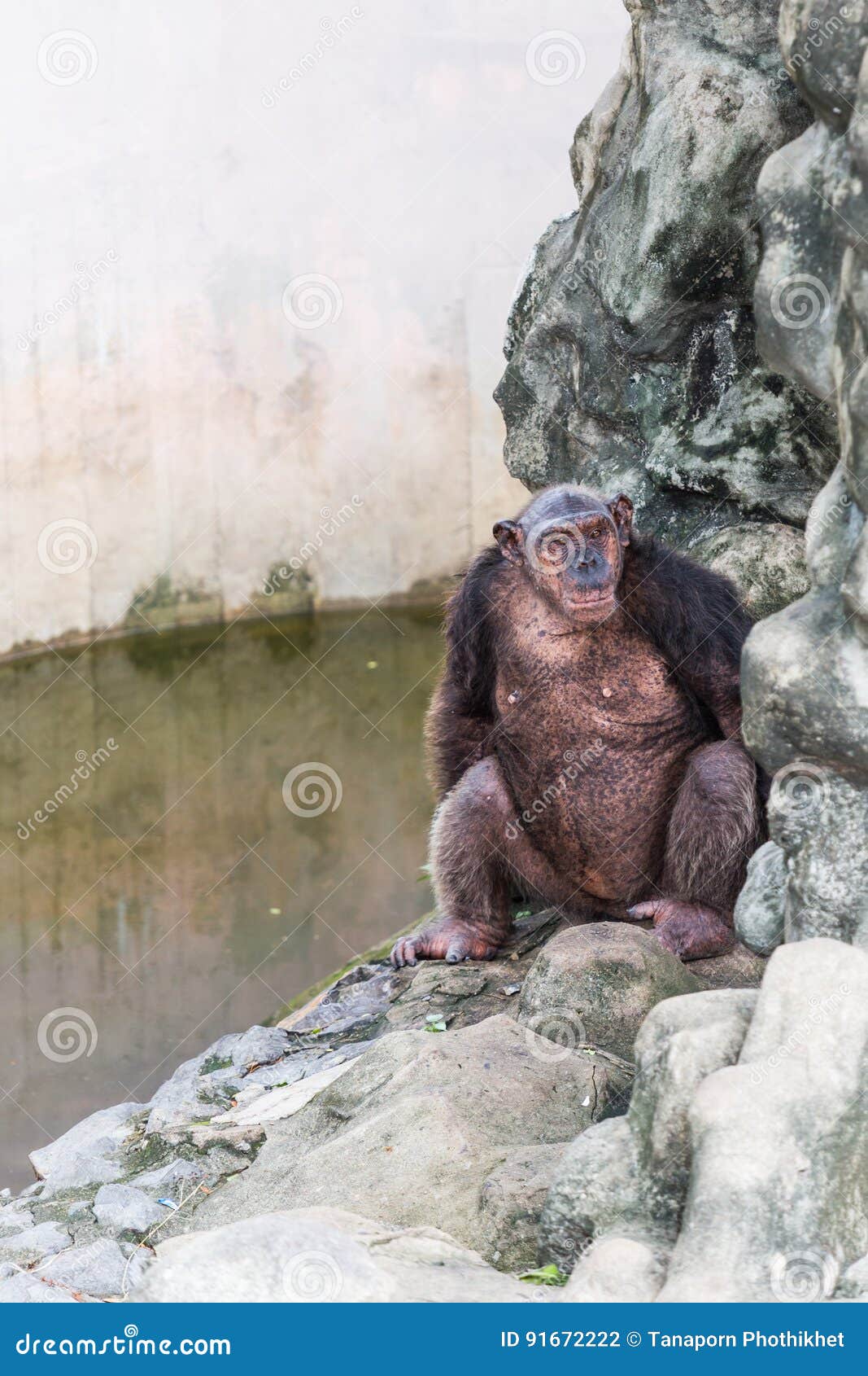 Chimpanzee Sitting on the Rock beside the Pool. Stock Photo - Image of ...