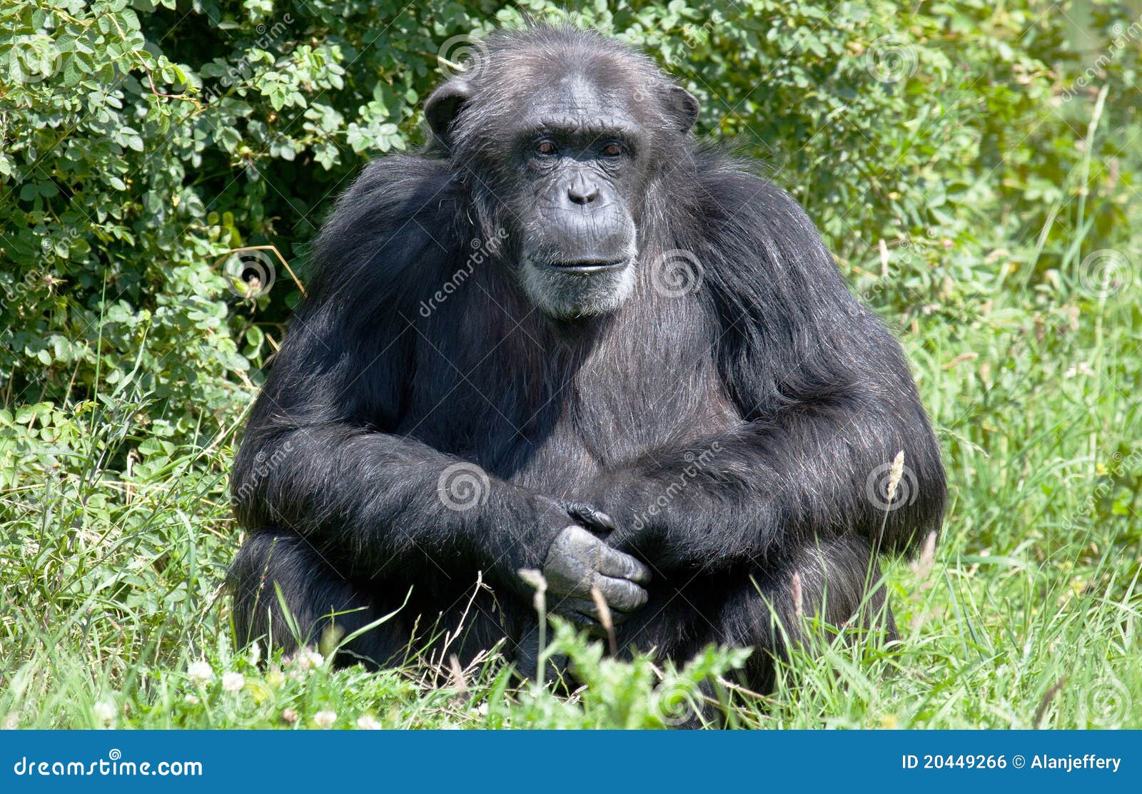 Chimpanzee Sitting In Calm Pose On Wooden Trunk Stock Image ...