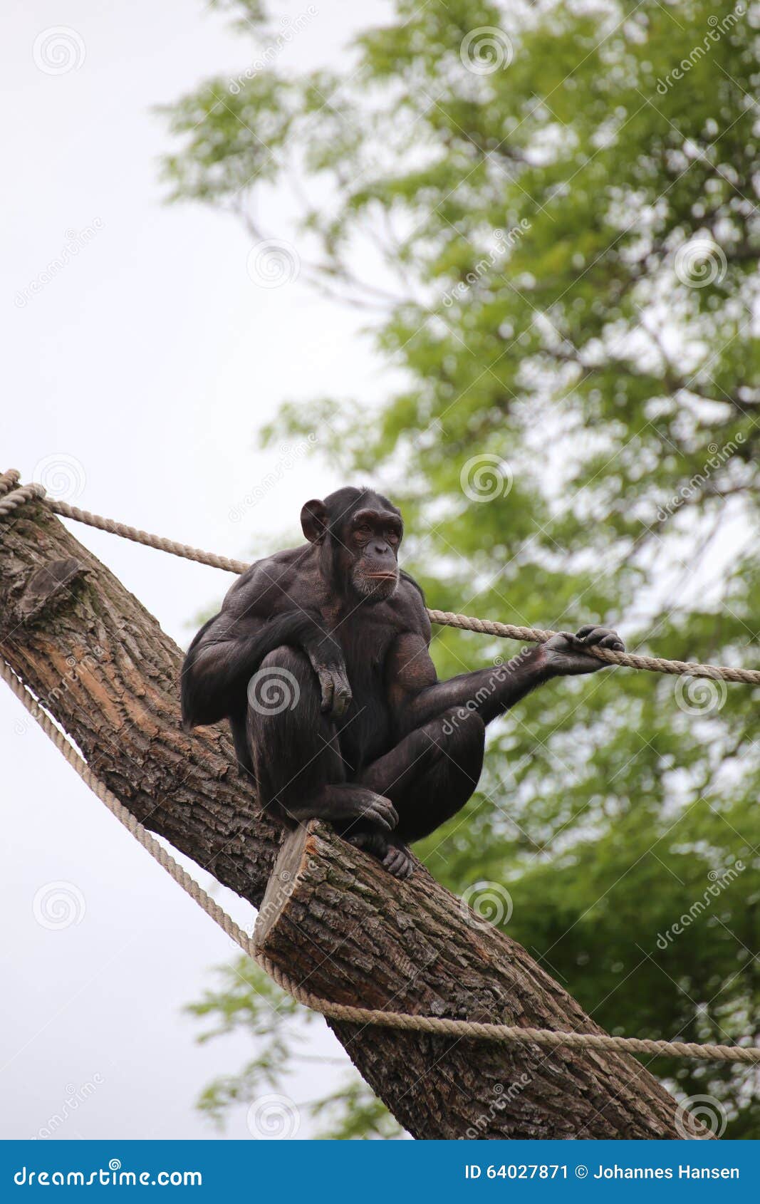 Chimpanzee Muscle Structure