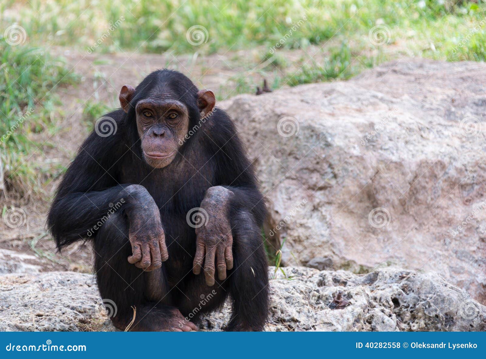 Chimpanzee Sitting on Stones Stock Photo - Image of expression, freedom ...