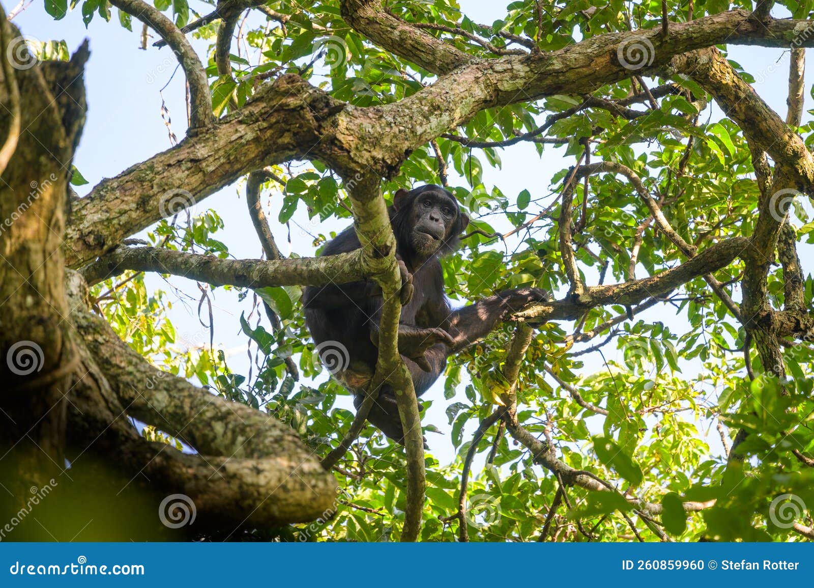 A Chimpanzee Sitting on a Tree in a Forest Stock Photo - Image of ...