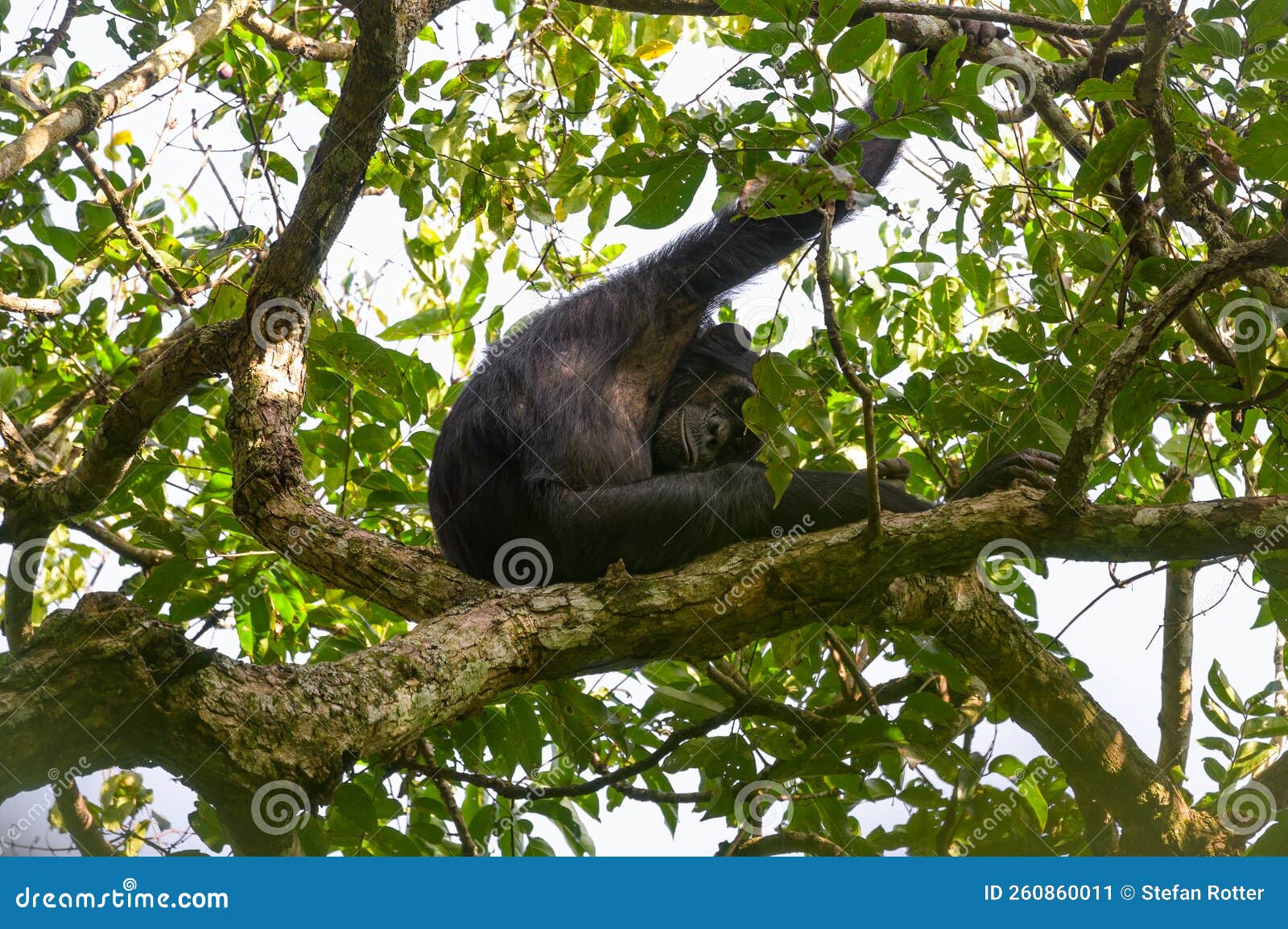 A Chimpanzee Sitting on a Tree in a Forest Stock Image - Image of ...
