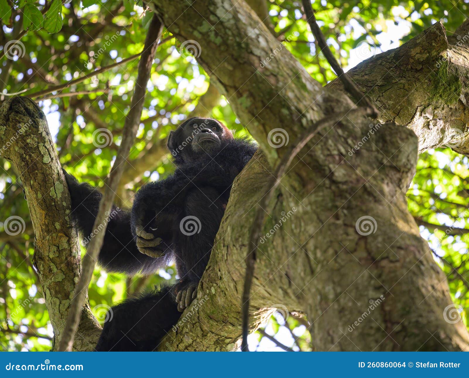 A Chimpanzee Sitting on a Tree in a Forest Stock Photo - Image of ...