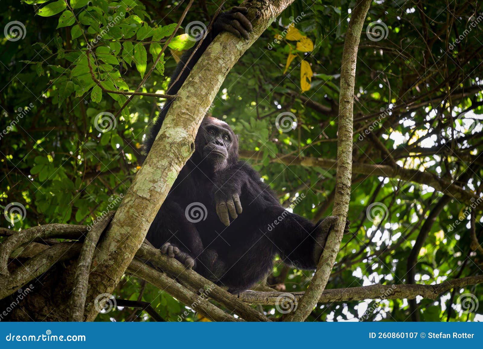 A Chimpanzee Sitting on a Tree in a Forest Stock Image - Image of ...