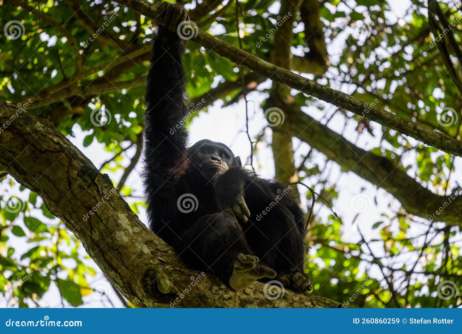 A Chimpanzee Sitting on a Tree in a Forest Stock Image - Image of ...