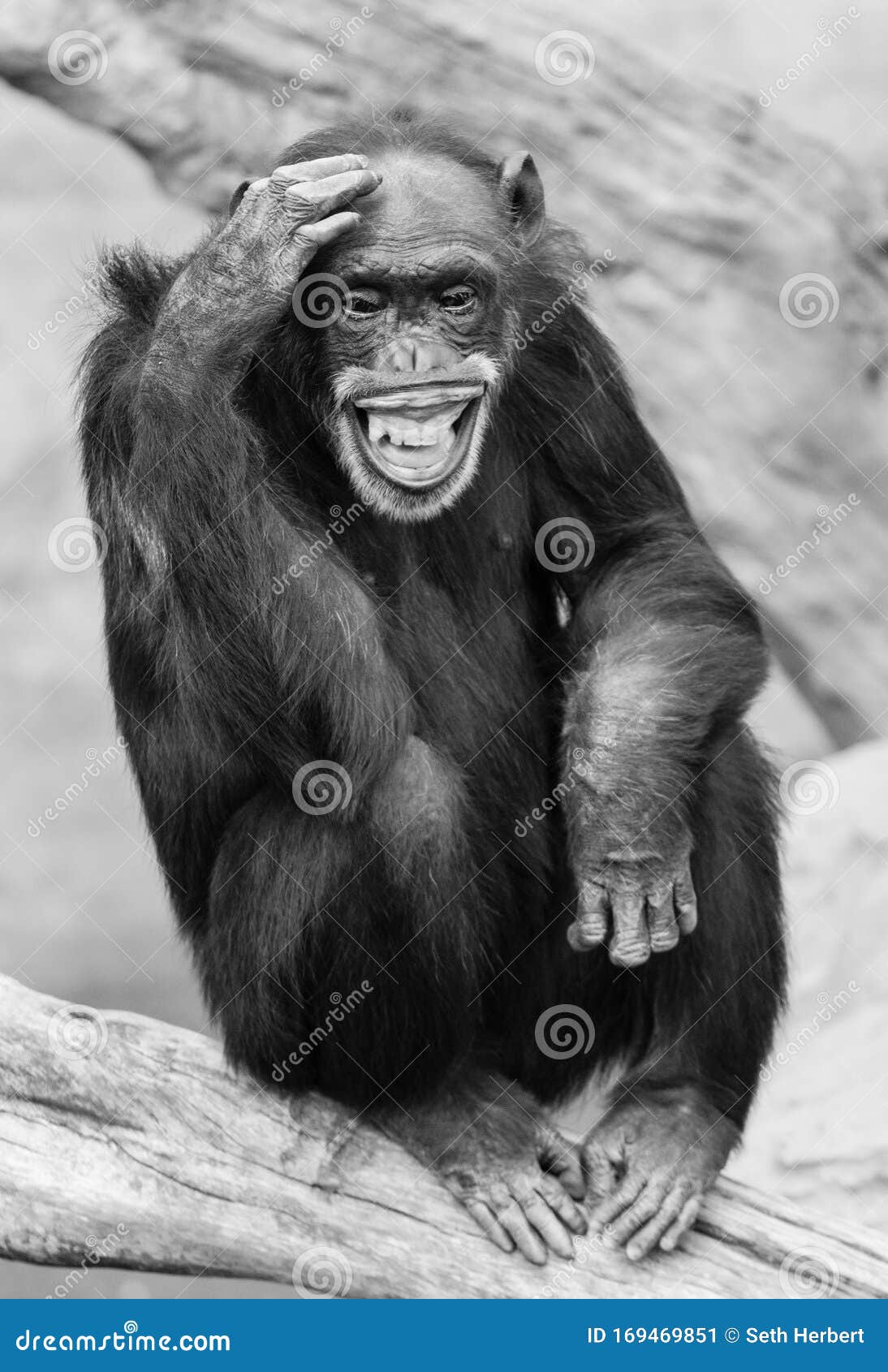 Smiling Chimpanzee Scratching His Head Stock Image - Image of smiling ...