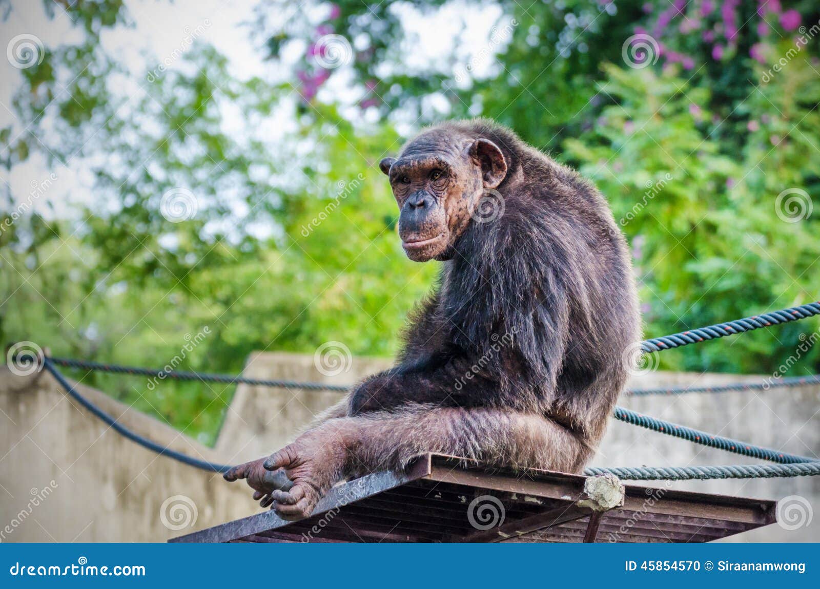 Chimpanzee sitting stock photo. Image of safari, endangered - 45854570