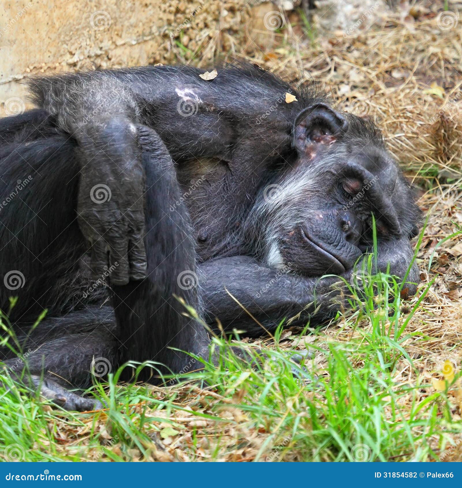 Chimpanzees Sleeping In Trees