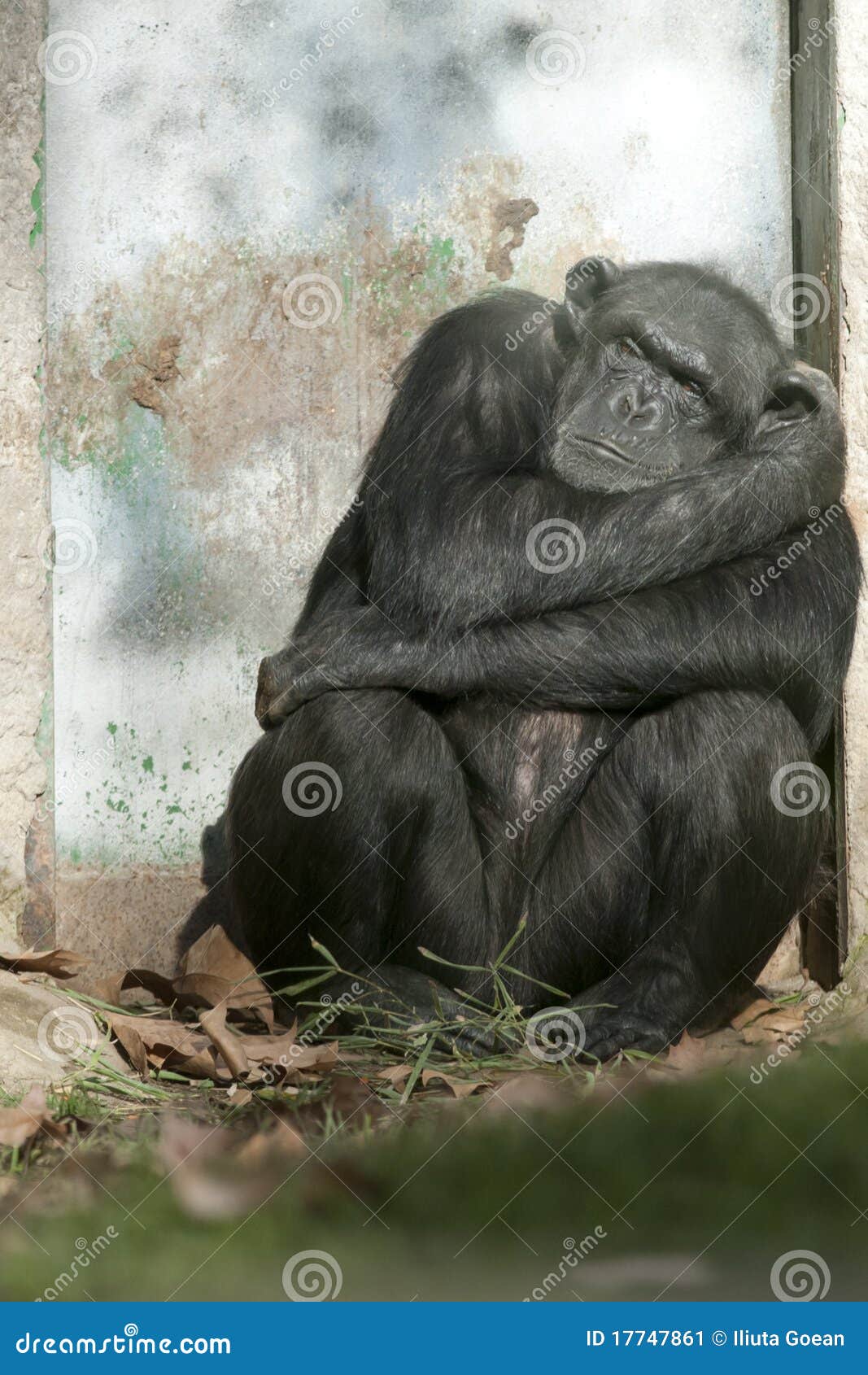 Chimpanzee Sleeping Near A Door Stock Image - Image of mammal, animal ...