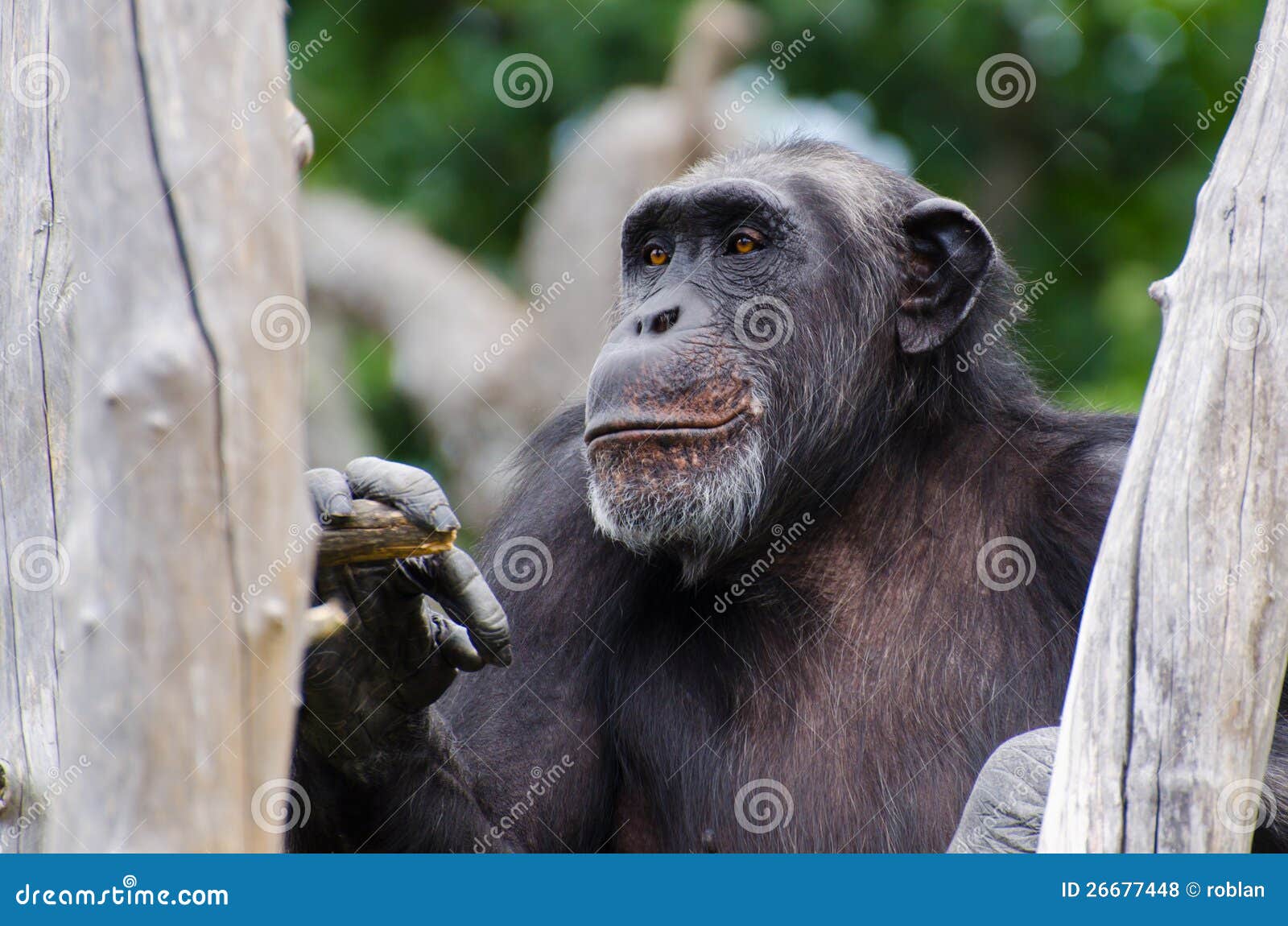 Chimpanzee smiling stock photo. Image of black, head - 26677448