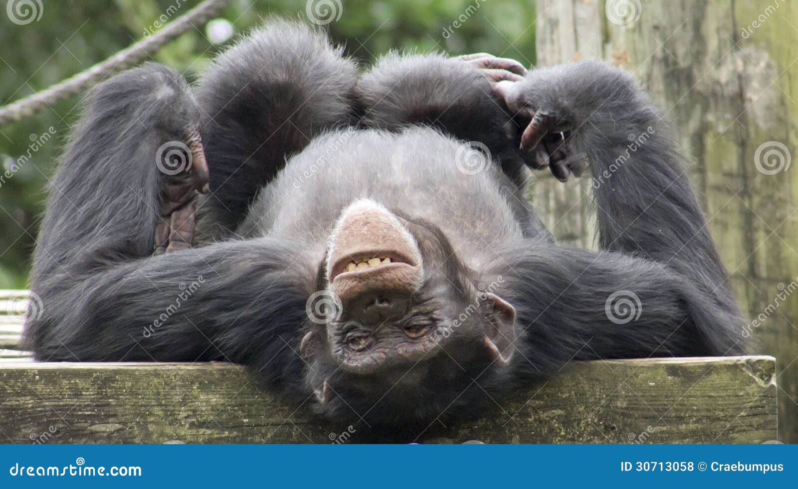 Chimpanzee stock photo. Image of upside, goofy, happy - 30713058