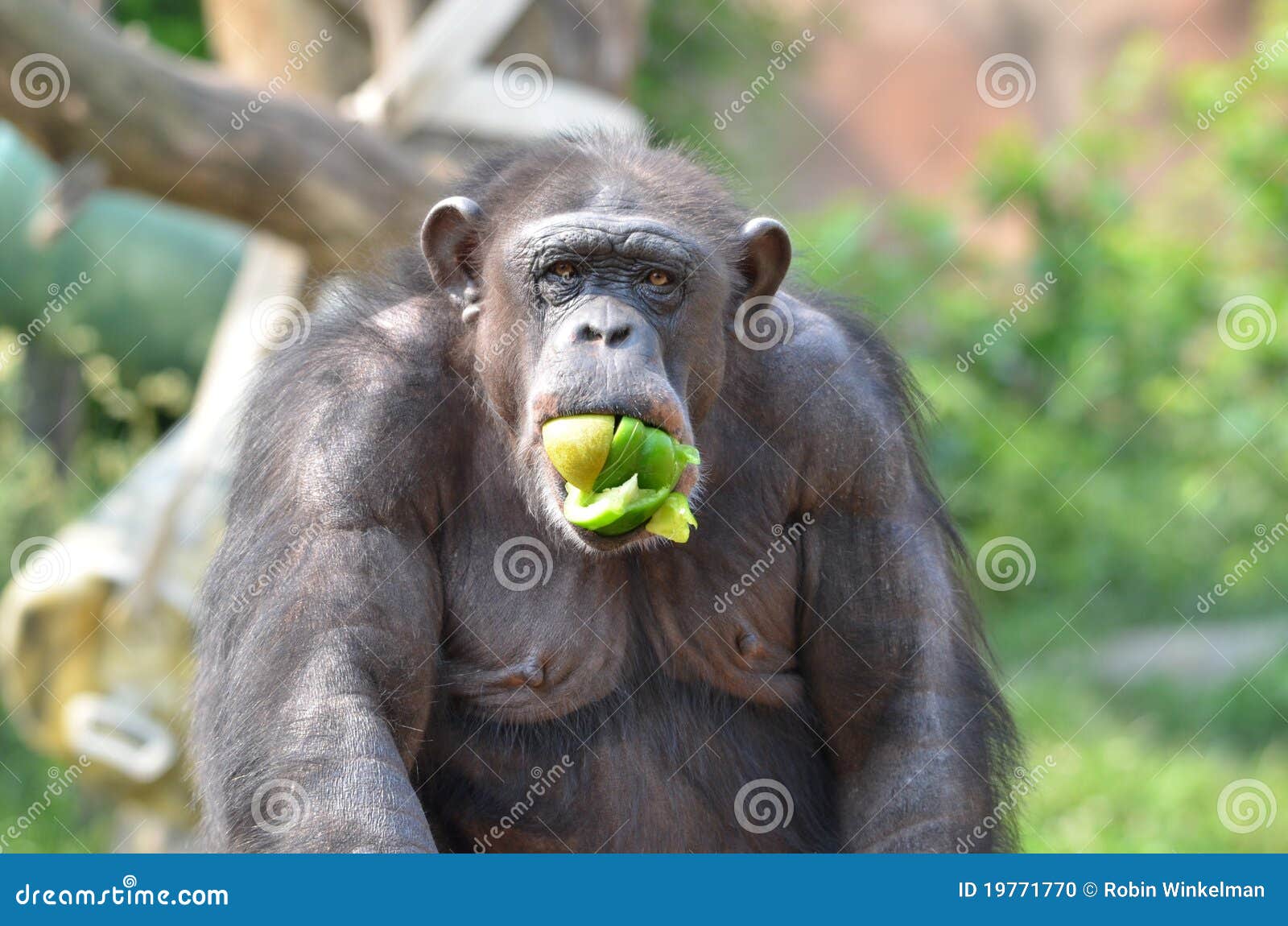 Chimpanzee snack stock photo. Image of chimp, fruit, cheek - 19771770