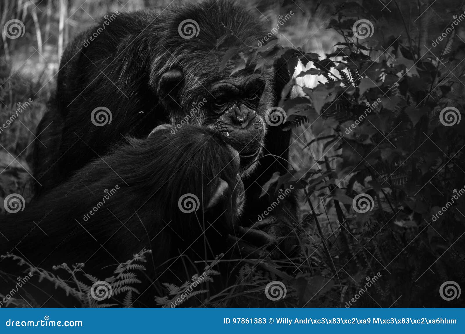 Chimpanzee son and dad stock image. Image of love, black - 97861383