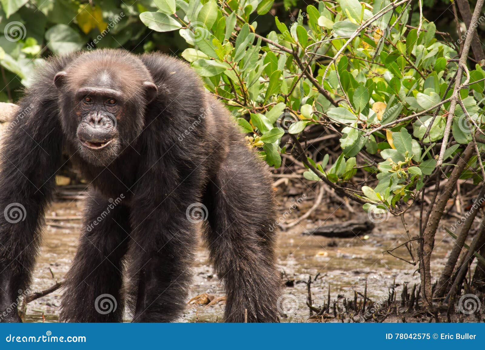 Chimpanzee standing in mud stock image. Image of face - 78042575