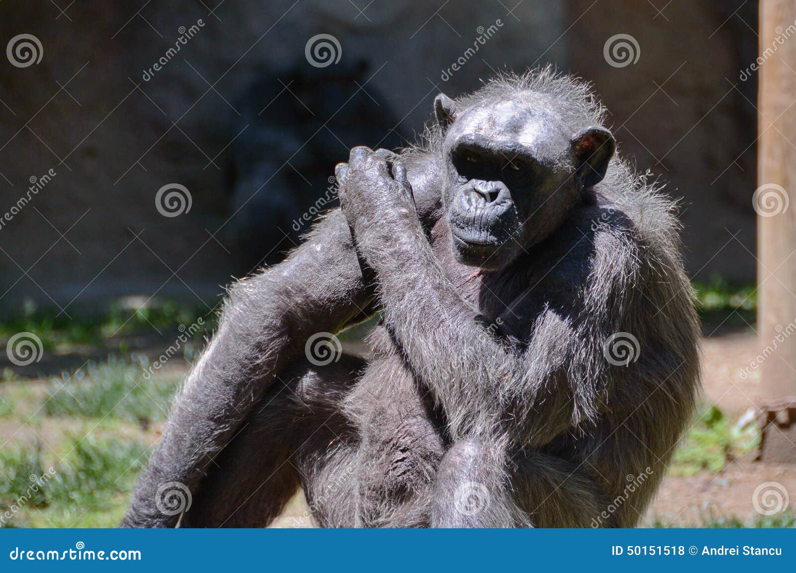 Chimpanzee stock photo. Image of hands, chew, chimpanzee - 50151518