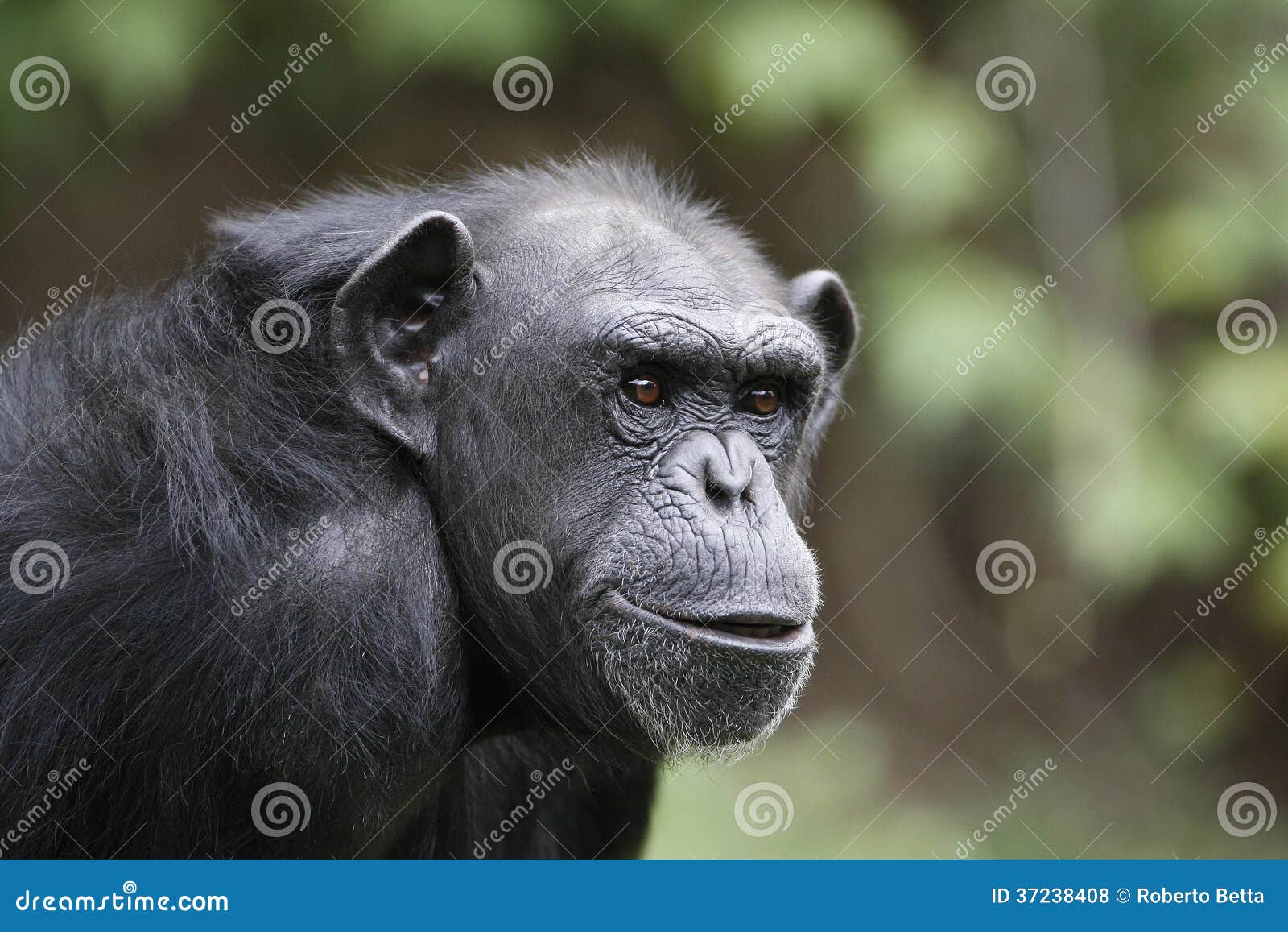 Chimpanzee stock photo. Image of face, ears, black, africa - 37238408