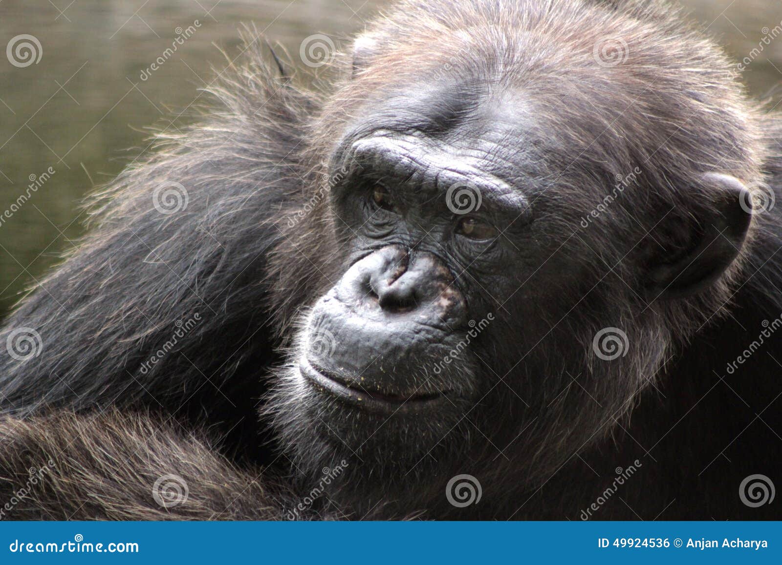 Chimpanzee stock photo. Image of jungle, apes, chimpanzee - 49924536