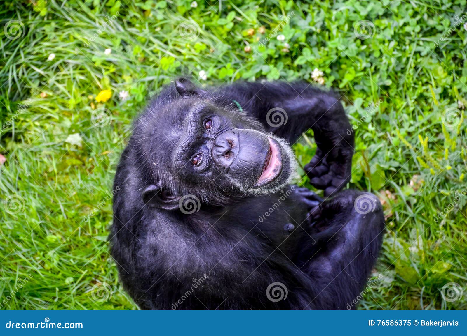 Chimpanzee Staring at People in Safari Stock Image - Image of black ...