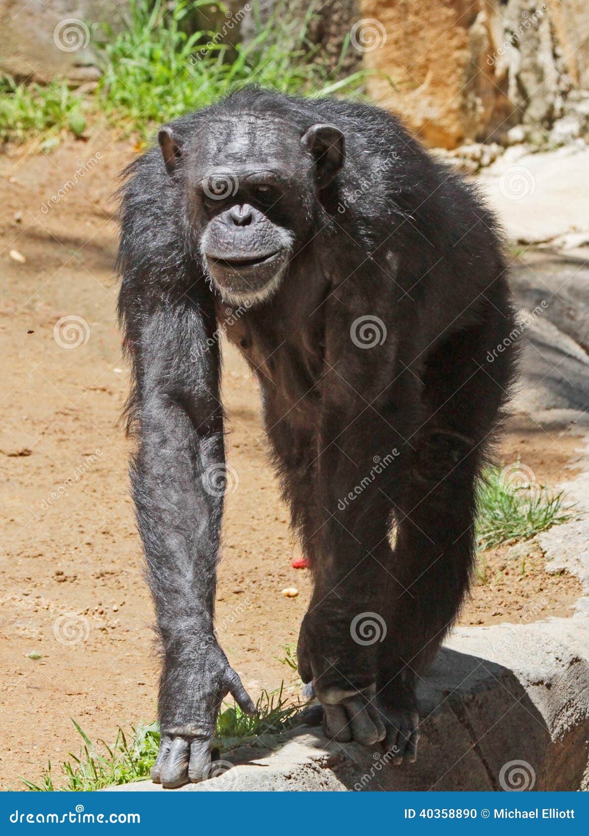 Chimpanzee stock photo. Image of humorous, lazy, pose - 40358890