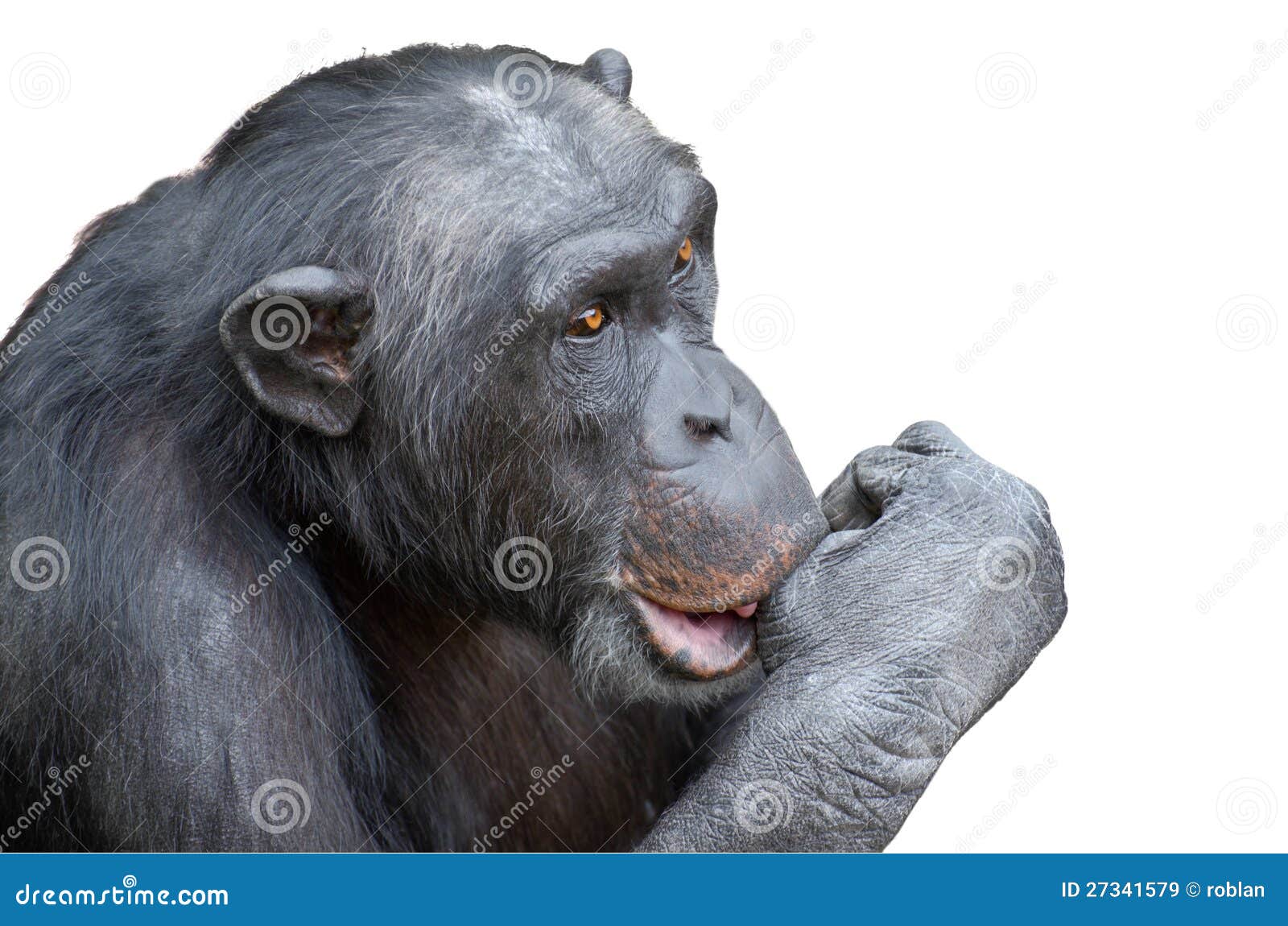 Chimpanzee Sucking His Thumb Isolated Stock Image - Image of alpha ...